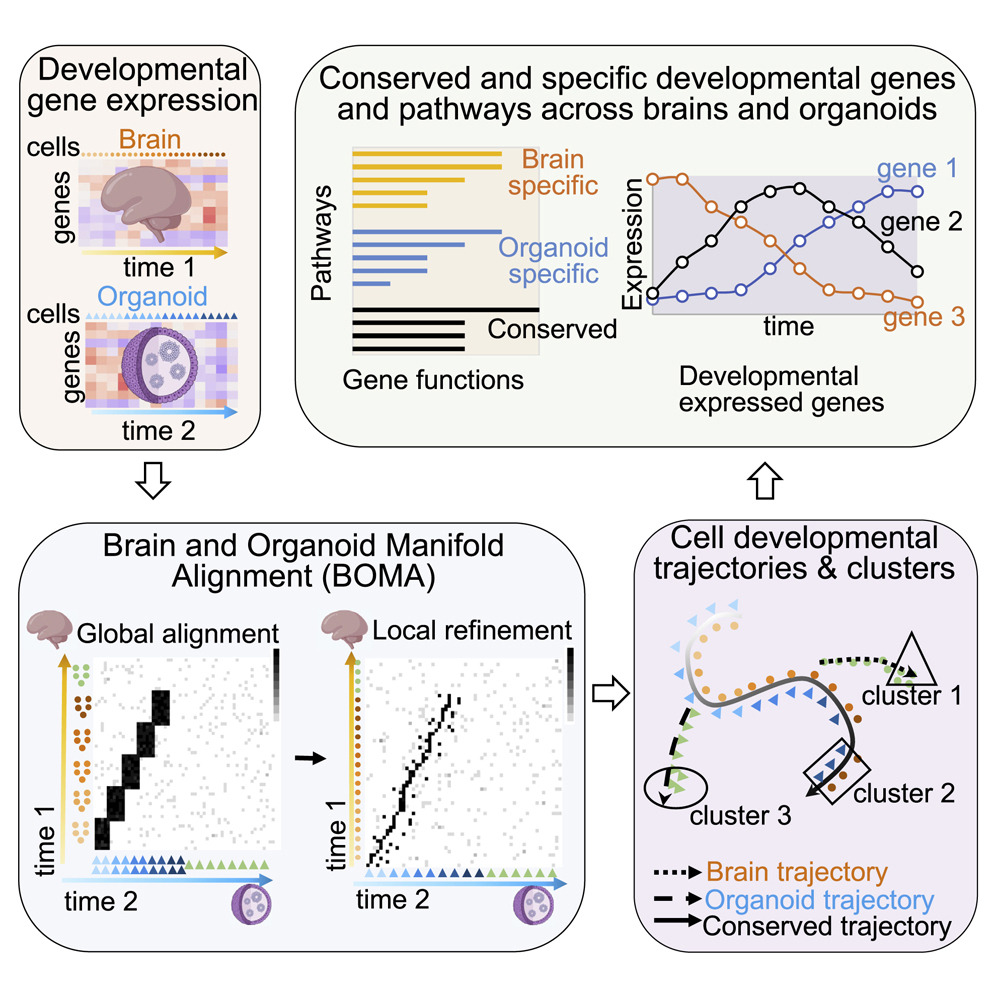 Research | Daifeng Wang Laboratory